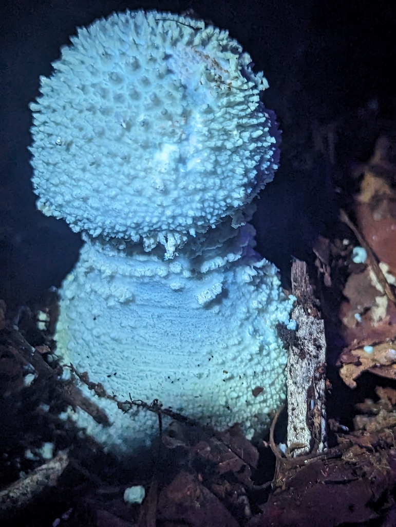 Plateful of Pyramids Lepidella from Cave Spring, GA 30124, USA on ...