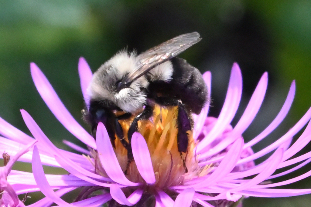 Common Eastern Bumble Bee from Crystal Bay - Lakeview Park - Britannia ...