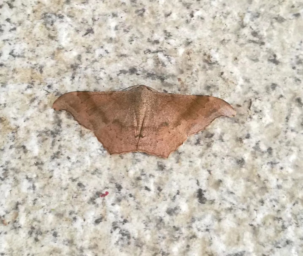 Black Looper from 中国深圳市福田区 on May 20, 2023 at 10:47 AM by bowuzhizhi ...