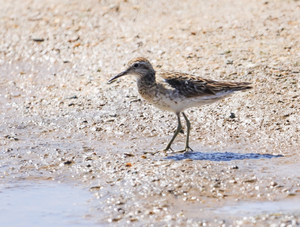 Sharp-tailed Sandpiper in September 2023 by Ceara Rickard. I think ...