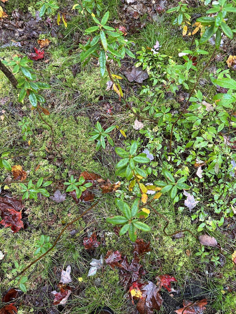 Bog Labrador Tea in September 2023 by Tyler Donaghy · iNaturalist