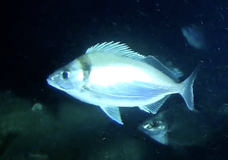 Tarakihi from Northland, New Zealand on September 8, 2023 at 04:09 PM ...