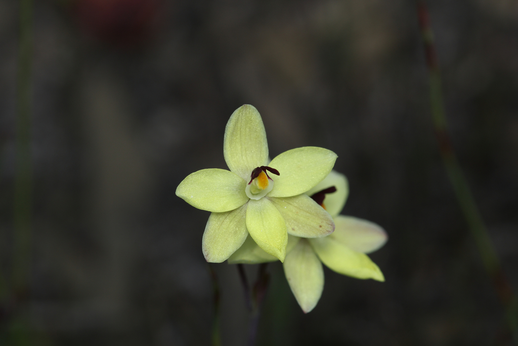 lemon-scented sun orchid from Esperance, Western Australia, Australia ...
