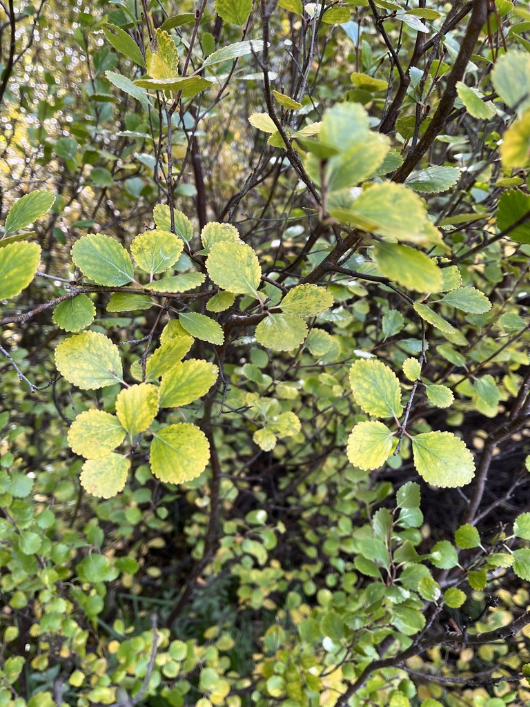 dwarf resin birch from Deschutes National Forest, Crescent Lake, OR, US ...