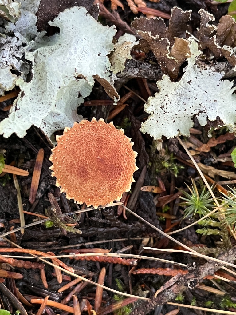 Cystodermella granulosa from Bonner, Idaho, United States on September ...