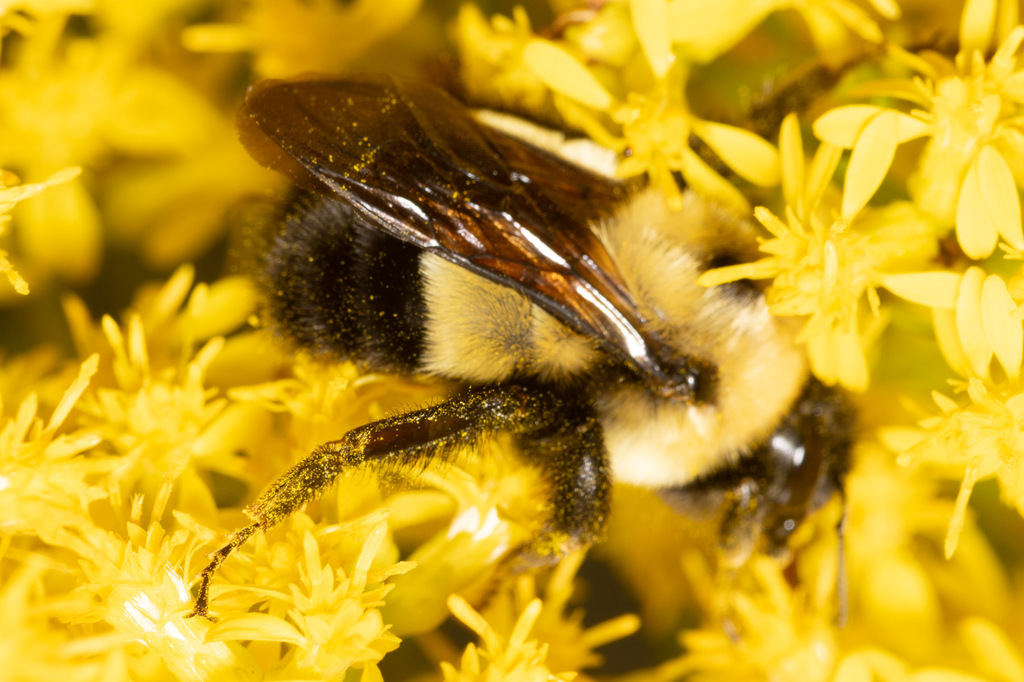 Rusty-patched Bumble Bee in September 2023 by Kevin. Lapham Peak State ...