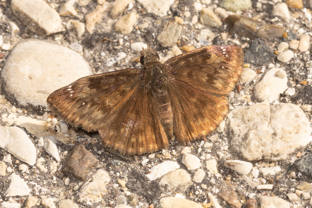 Wild Indigo Duskywing from lapham peak west on September 29, 2023 at 01 ...