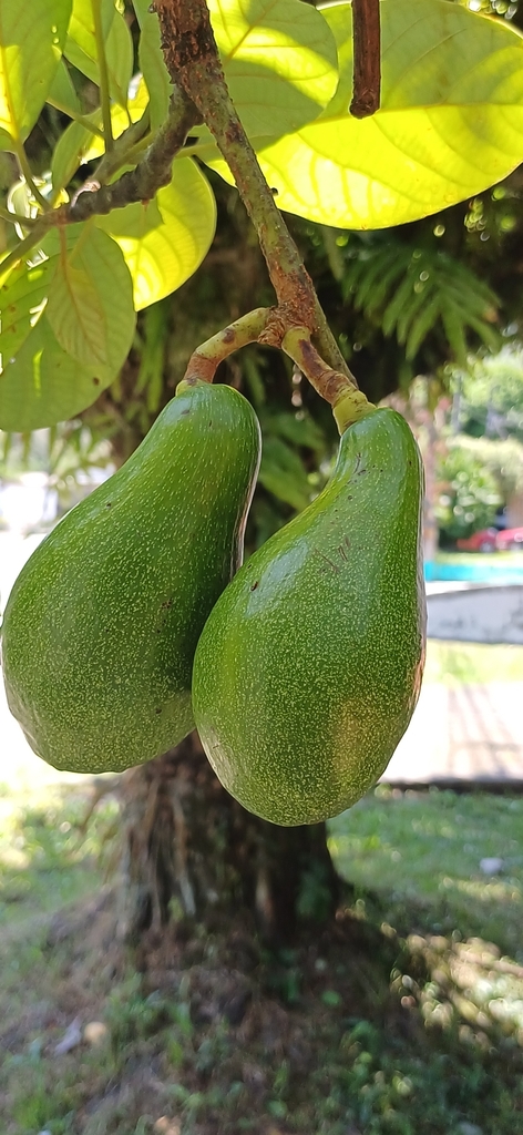 Aguacate desde Villavicencio, Meta, Colombia el 29 de septiembre de ...