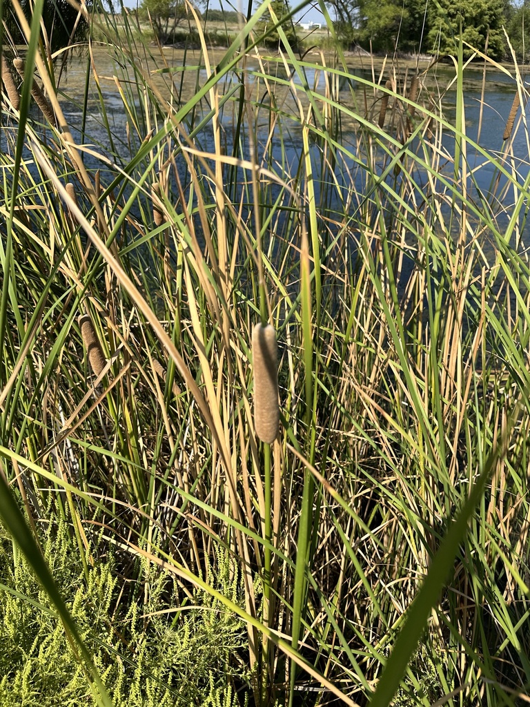 Cattails from University of North Texas - Discovery Park, Denton, TX ...