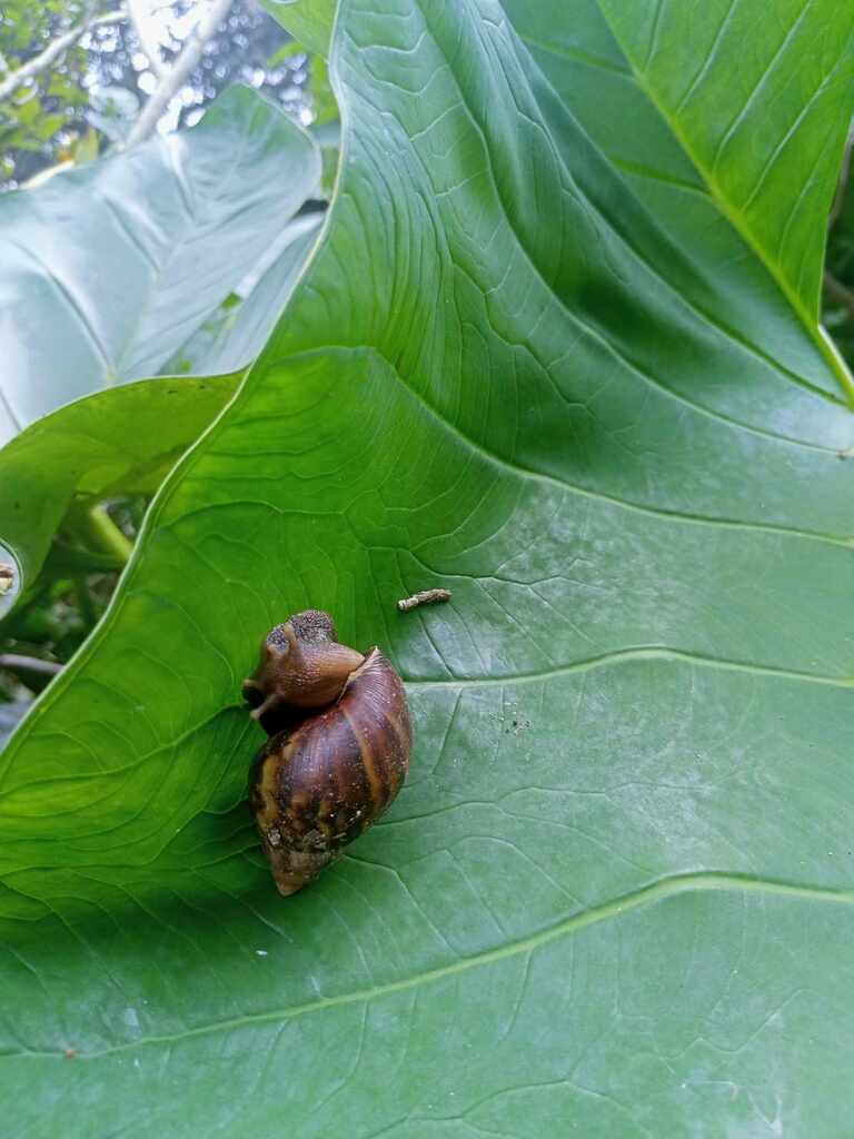 African Giant Snail from Lupon, Davao Oriental, Philippines on ...