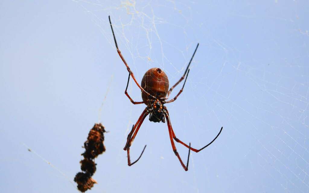 Tiger Spider from Touho, New Caledonia on August 22, 2023 at 01:34 PM ...