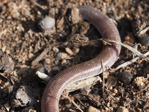 Short Worm Lizard (Pachycalamus brevis) - Snakes and Lizards
