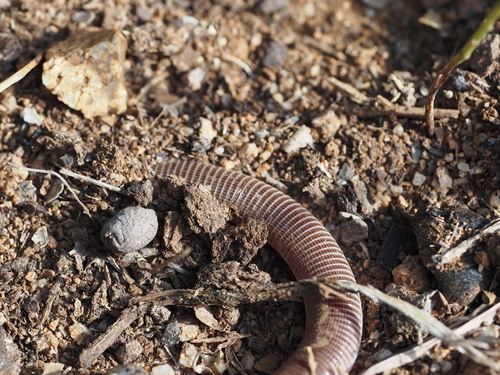 Short Worm Lizard (Pachycalamus brevis) - Snakes and Lizards
