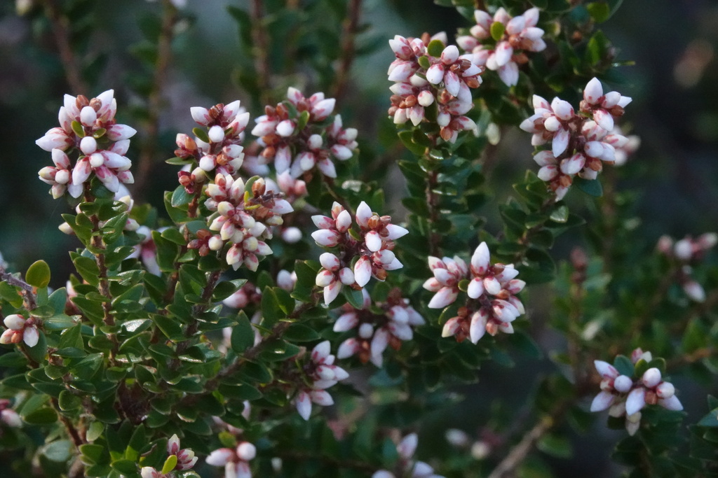 Subalpine Beard-heath from Mount St Gwinear, Baw Baw VIC 3833 ...