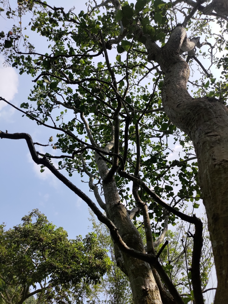 Indian coral tree from Yulin, TW-TA, TW on September 30, 2023 at 11:22 ...