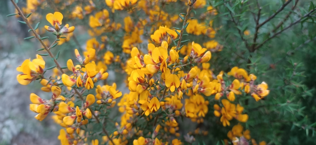 golden bush-pea from Melrose TAS 7310, Australia on September 30, 2023 ...