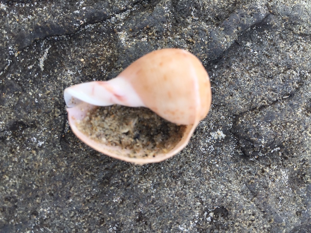 Pear Bonnet Snail from Cloudy Corner, South Bruny, TAS, AU on September ...