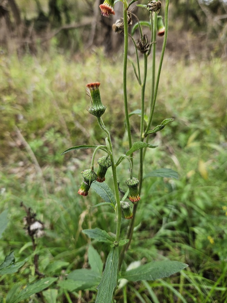 redflower ragleaf from Cressbrook QLD 4313, Australia on September 4 ...