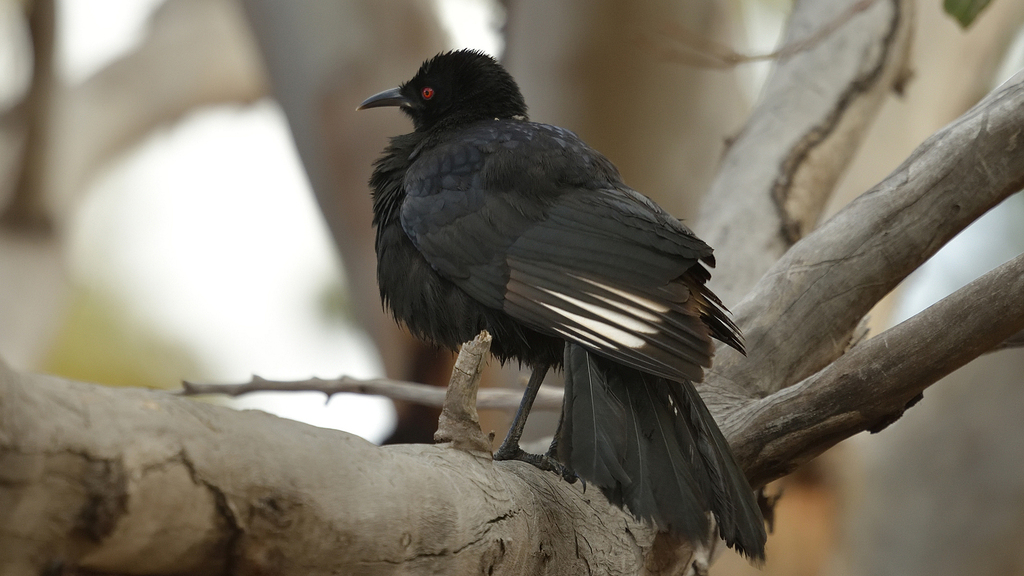 White-winged Chough from Minnipa SA 5654, Australia on August 19, 2023 ...
