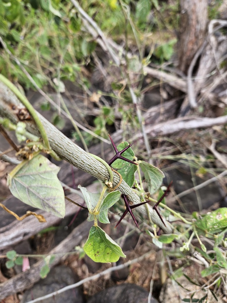 honey locust from Cressbrook QLD 4313, Australia on September 4, 2023 ...