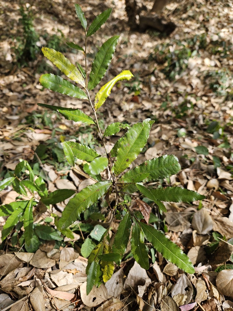 Small-leaved plane from Cressbrook QLD 4313, Australia on September 4 ...