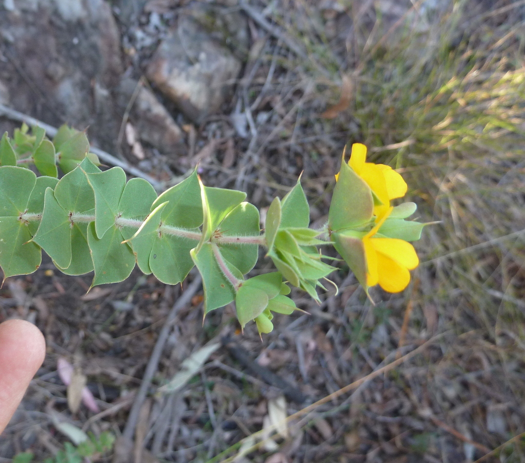 spiny bush-pea from Vinegar Hill QLD 4343, Australia on August 20, 2023 ...