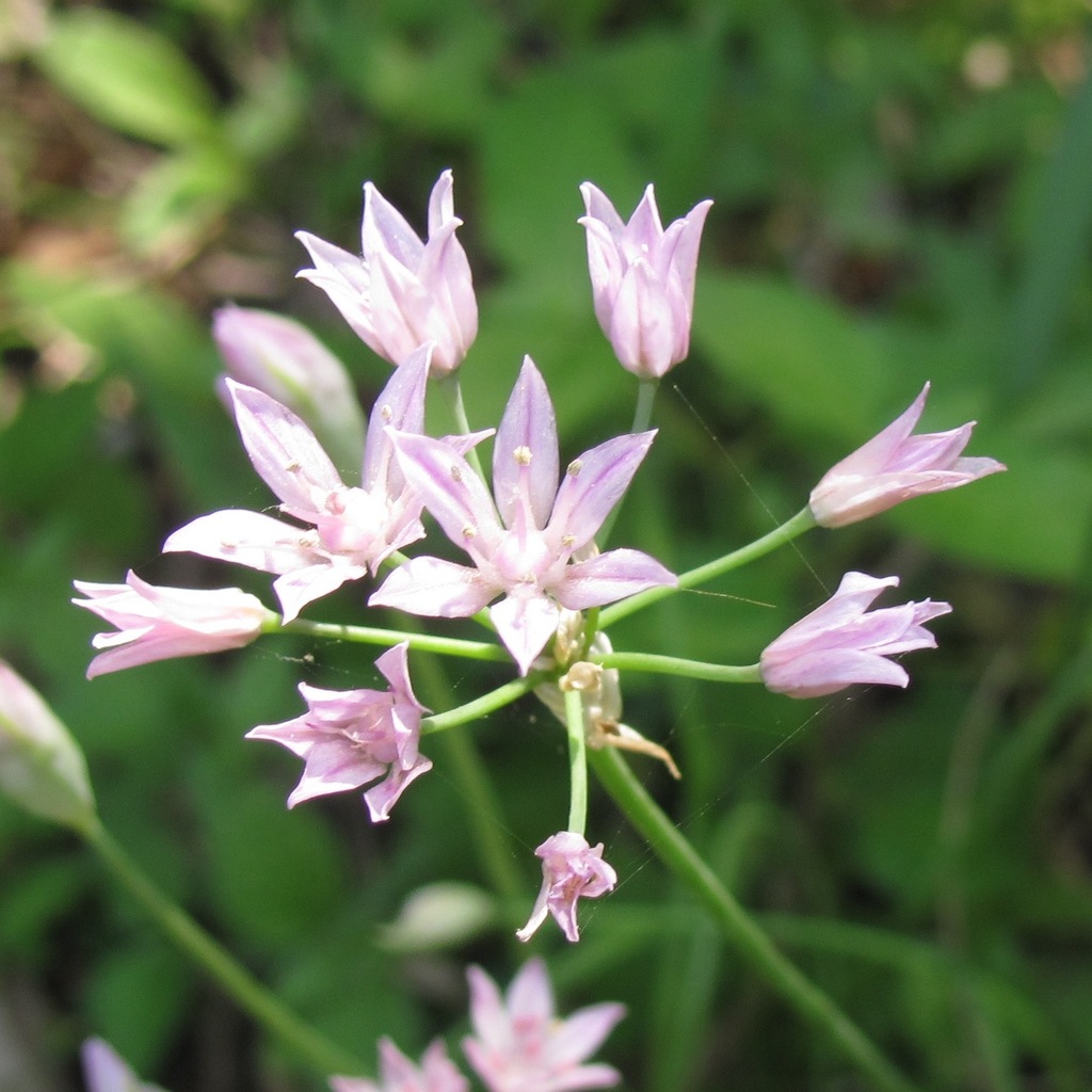 Drummond's Onion from Salton Drive, Austin, Travis Co., TX on March 28 ...