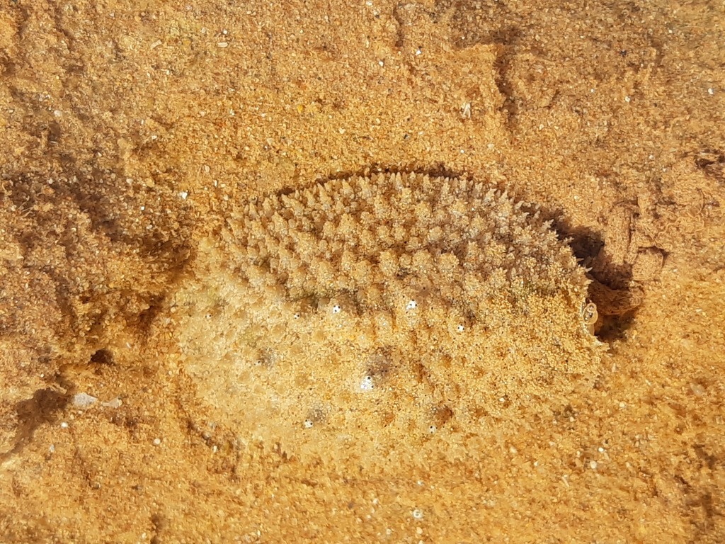 Peronia from Port Hedland, WA, Australia on September 19, 2023 at 08:14 ...