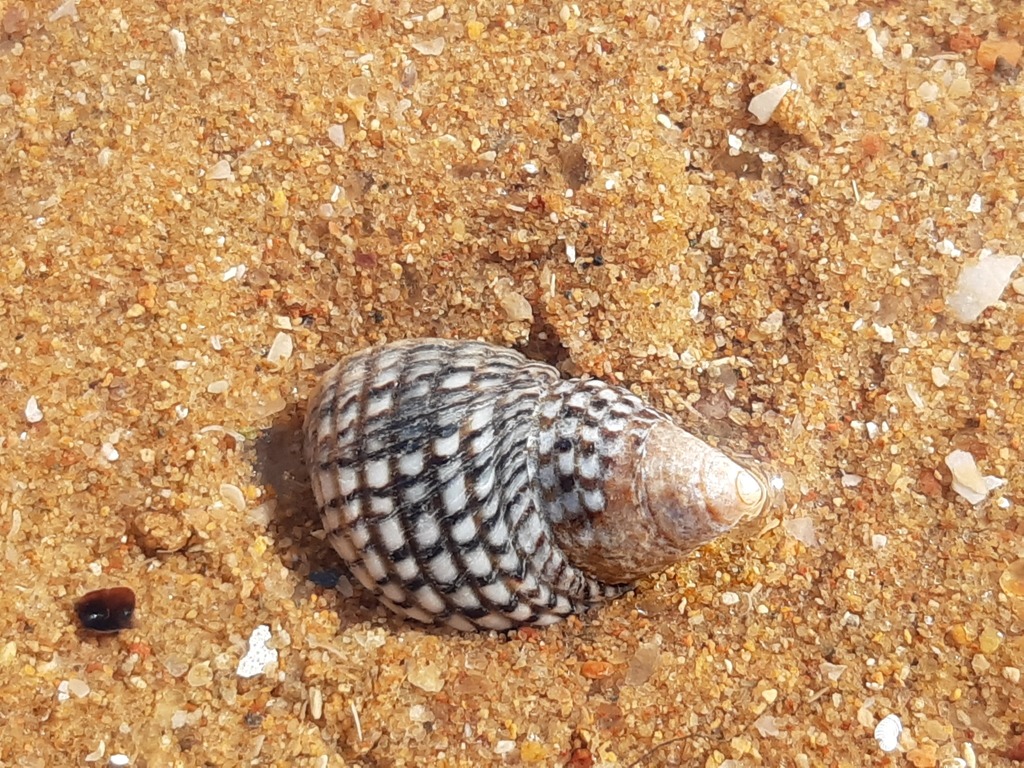Tropical Periwinkle from Port Hedland, WA, Australia on September 19 ...