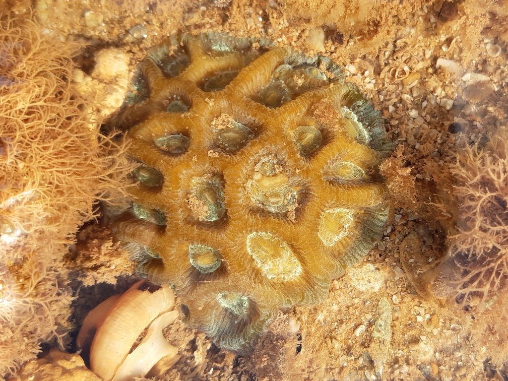 Merulinidae from Port Hedland, WA, Australia on September 19, 2023 at ...