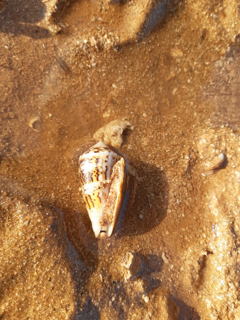 Queen Victoria Cone from Port Hedland, WA, Australia on September 19 ...