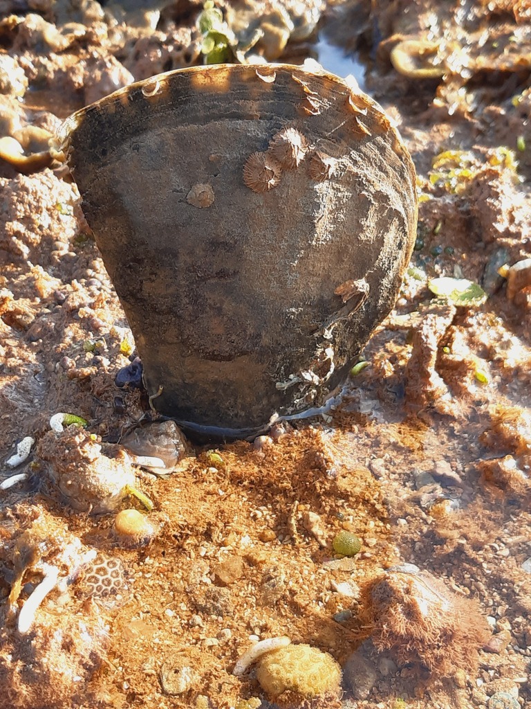 Pen Shells from Port Hedland, WA, Australia on September 19, 2023 at 07 ...