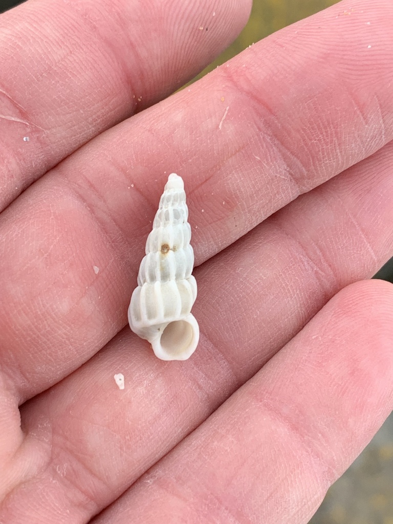 Opalia australis from South Bruny National Park, South Bruny, TAS, AU on September 30, 2023 at ...