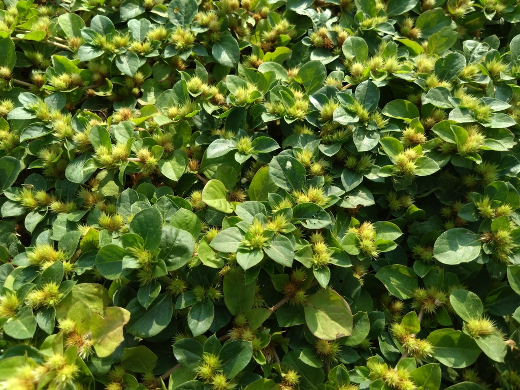 creeping chaffweed from 540台灣南投縣南投市鳳鳴里 on September 30, 2023 at 02:54 ...