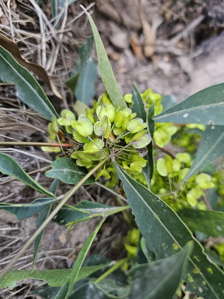 Common Hop Bush from Deua River Valley NSW 2537, Australia on September ...