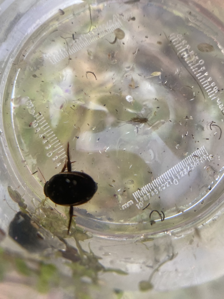 Hydaticus seminiger from Litovelské Pomoraví, Litovel, 71, CZ on ...