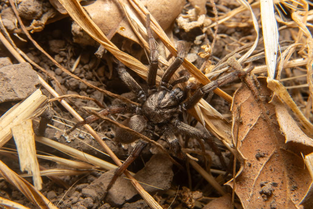 False Tarantula from El Sobrante Hills, Richmond, CA 94803, USA on ...