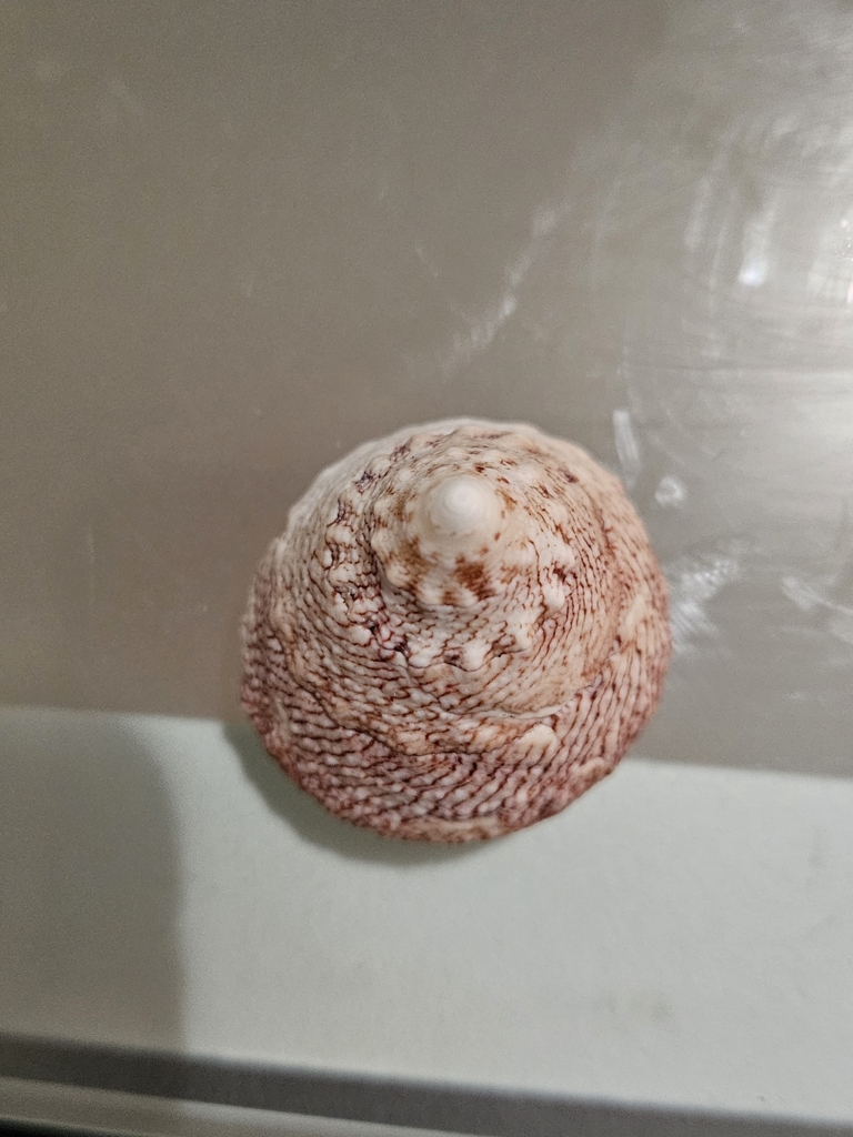 Trochus hanleyanus from Eurobodalla, AU-NS, AU on September 30, 2023 at ...