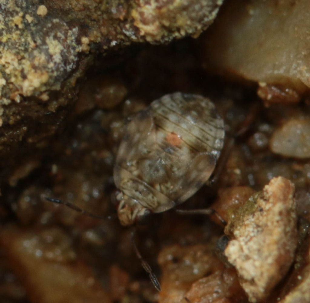 Shore bugs from Cleunay – Arsenal – Redon, France on September 29, 2023 ...