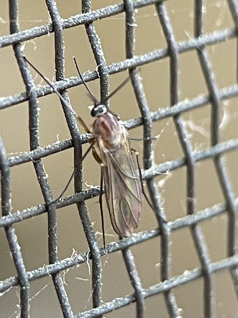 Dark-winged Fungus Gnats in September 2023 by suecee · iNaturalist