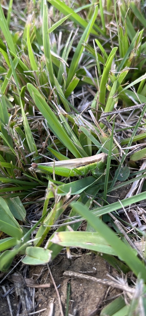 Chinese rice grasshopper in September 2023 by Nakatada Wachi. Oxya ...