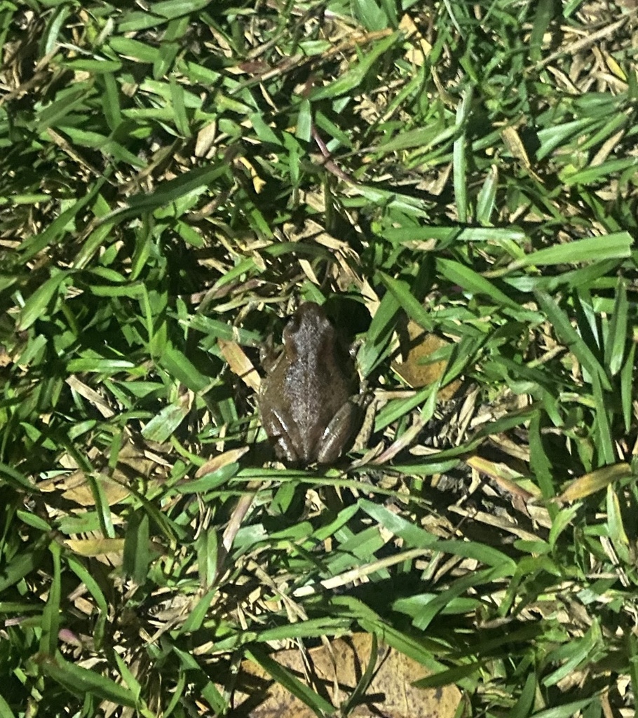 Bleating Tree Frog from Willow Way, Urunga, NSW, AU on September 30 ...