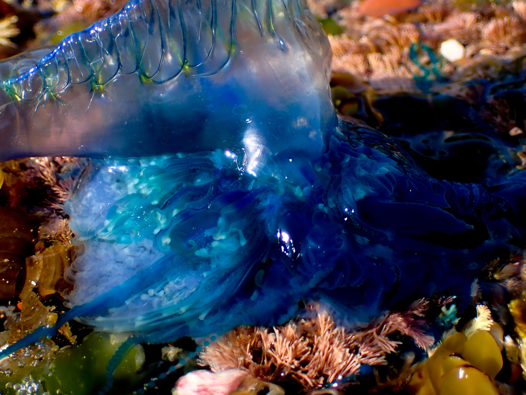 Portuguese Man o' War from Frazer Beach, New South Wales, Australia on ...
