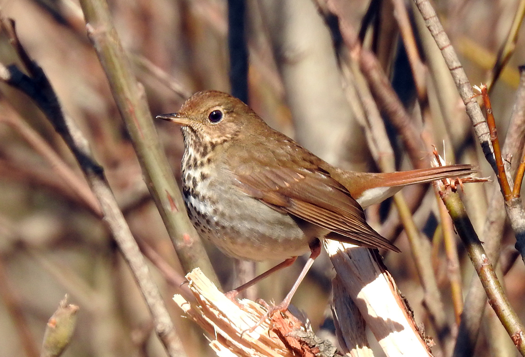 Hermit Thrush from Fort Stevens State Park on March 5, 2019 at 12:09 PM ...