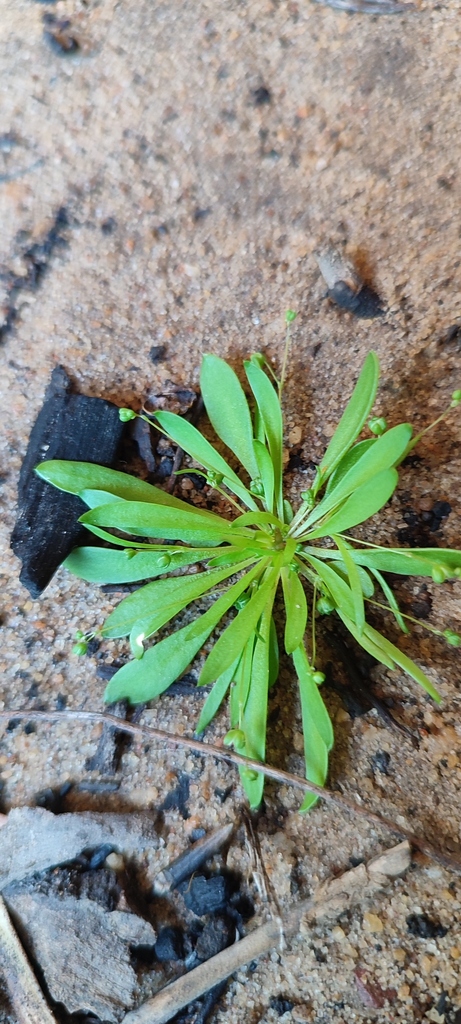 Cave Spookasem from West Coast District Municipality, South Africa on ...