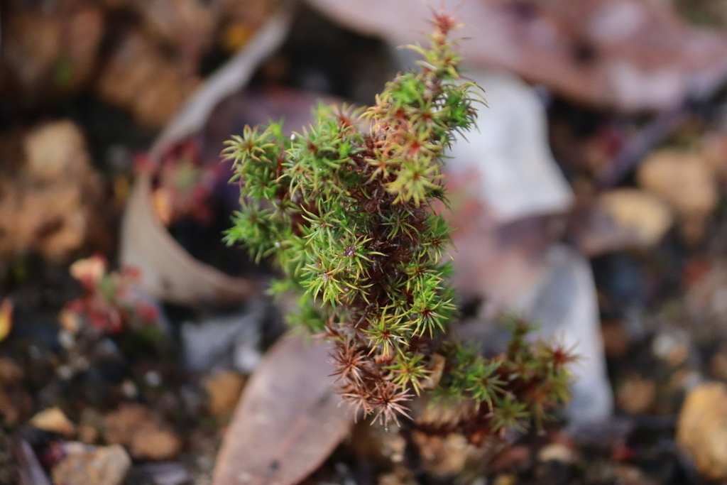 Andersonia from Mount Roe National Park, Trent, WA, AU on September 30 ...