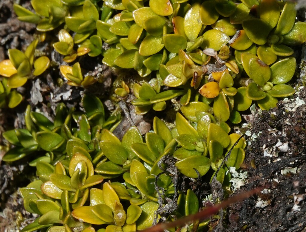 Creeping Coprosma from Mount Baw Baw VIC 3833, Australia on September ...