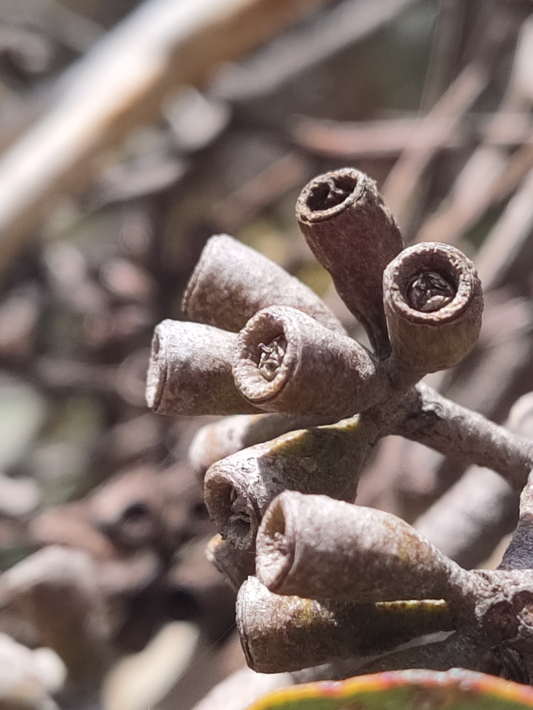 wandoo (Eucalyptus wandoo) - Botanical Realm