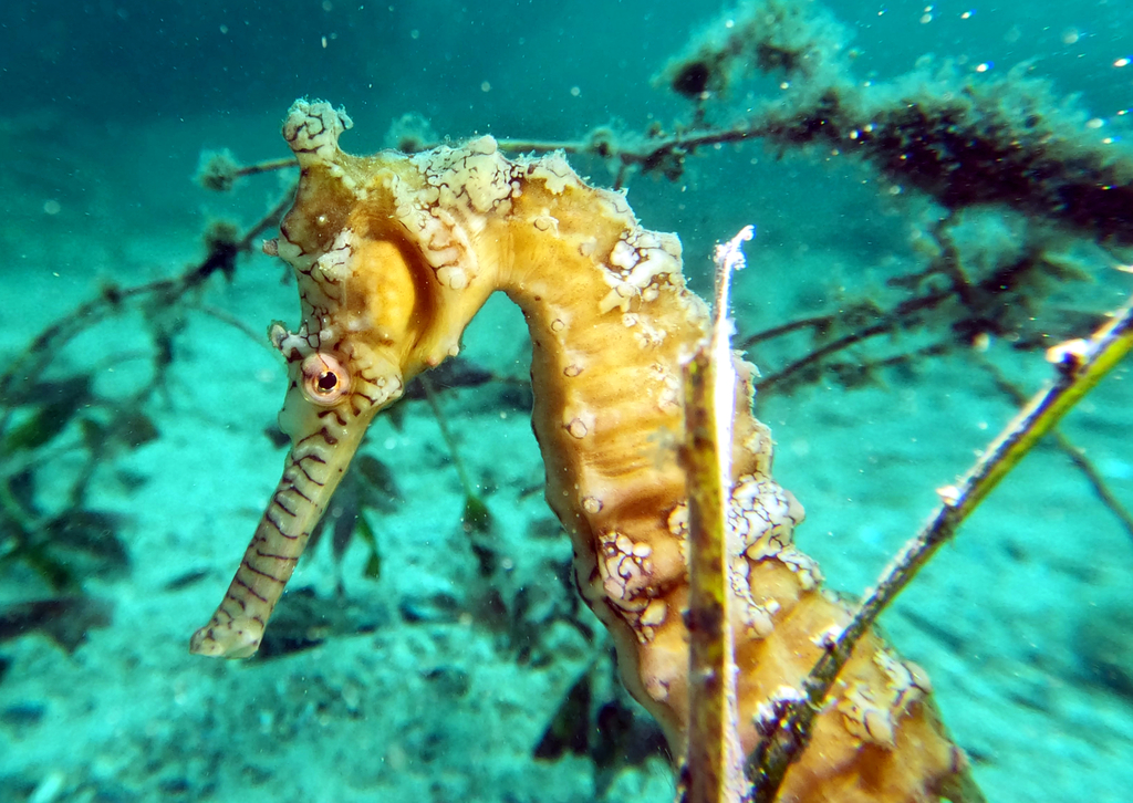 West Australian Seahorse from Robbs Jetty on September 30, 2023 by ...
