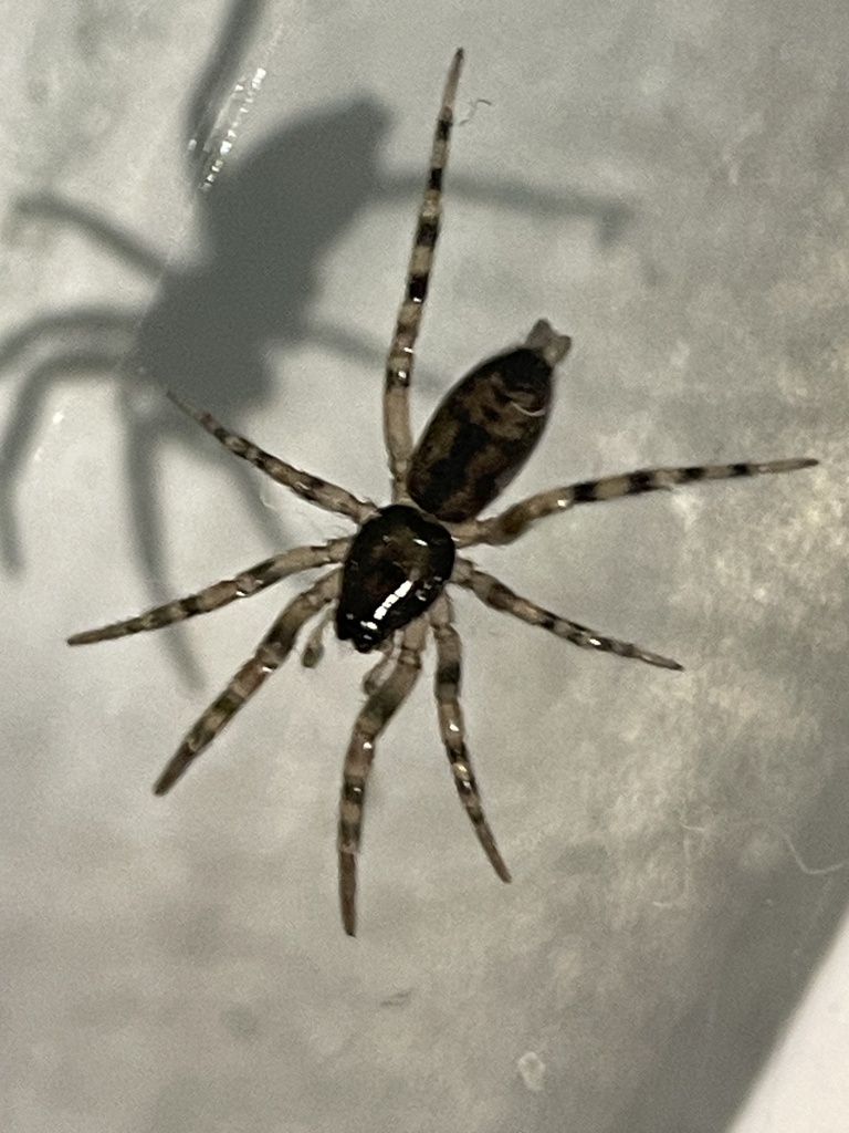 Intruda signata in September 2023 by suecee. 3-4 mm · iNaturalist